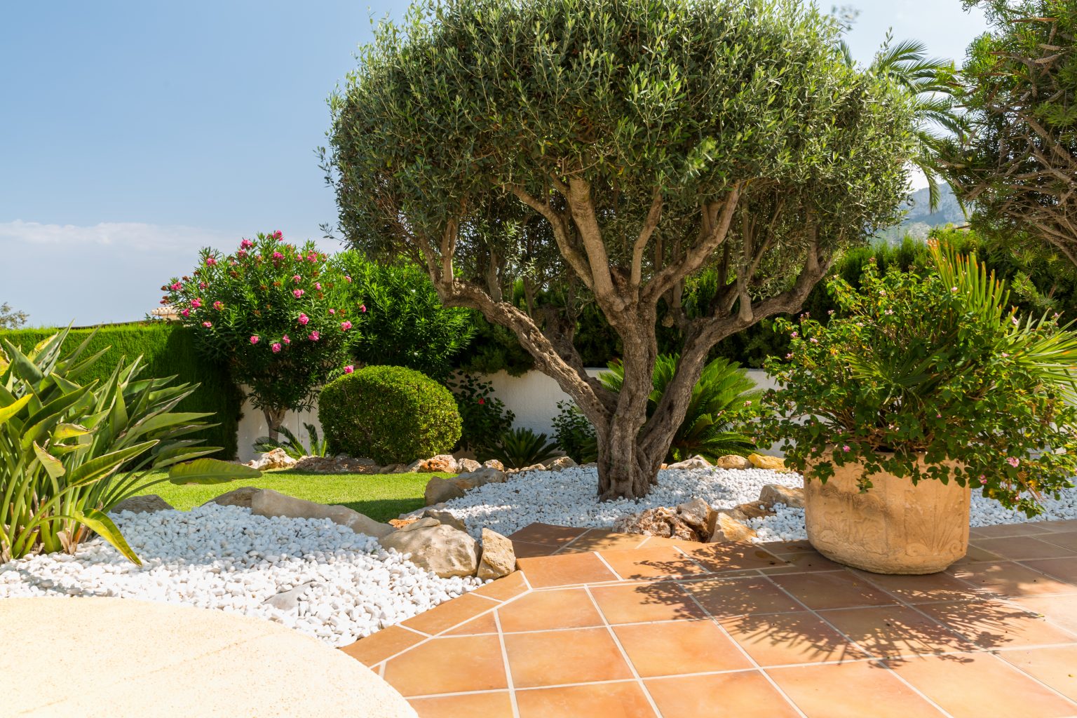 How to create a Mediterranean garden and the 10 best Mediterranean ...