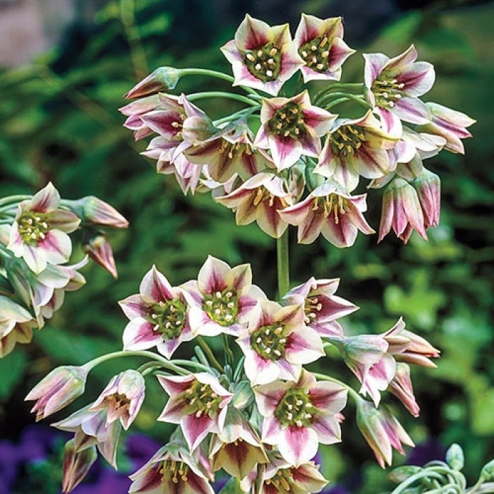 Care Guide: Planting Allium Bulbs - Gardening Express Knowledge Hub