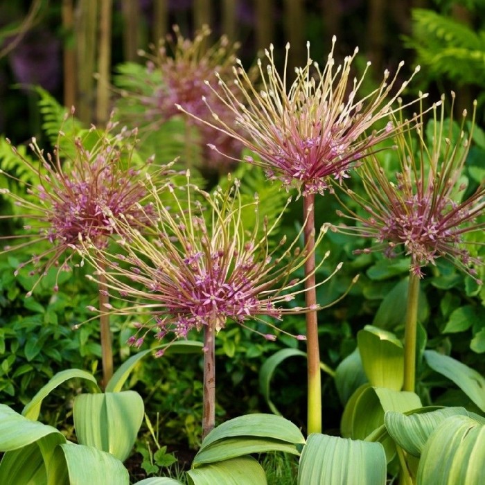 Care Guide: Planting Allium Bulbs - Gardening Express Knowledge Hub