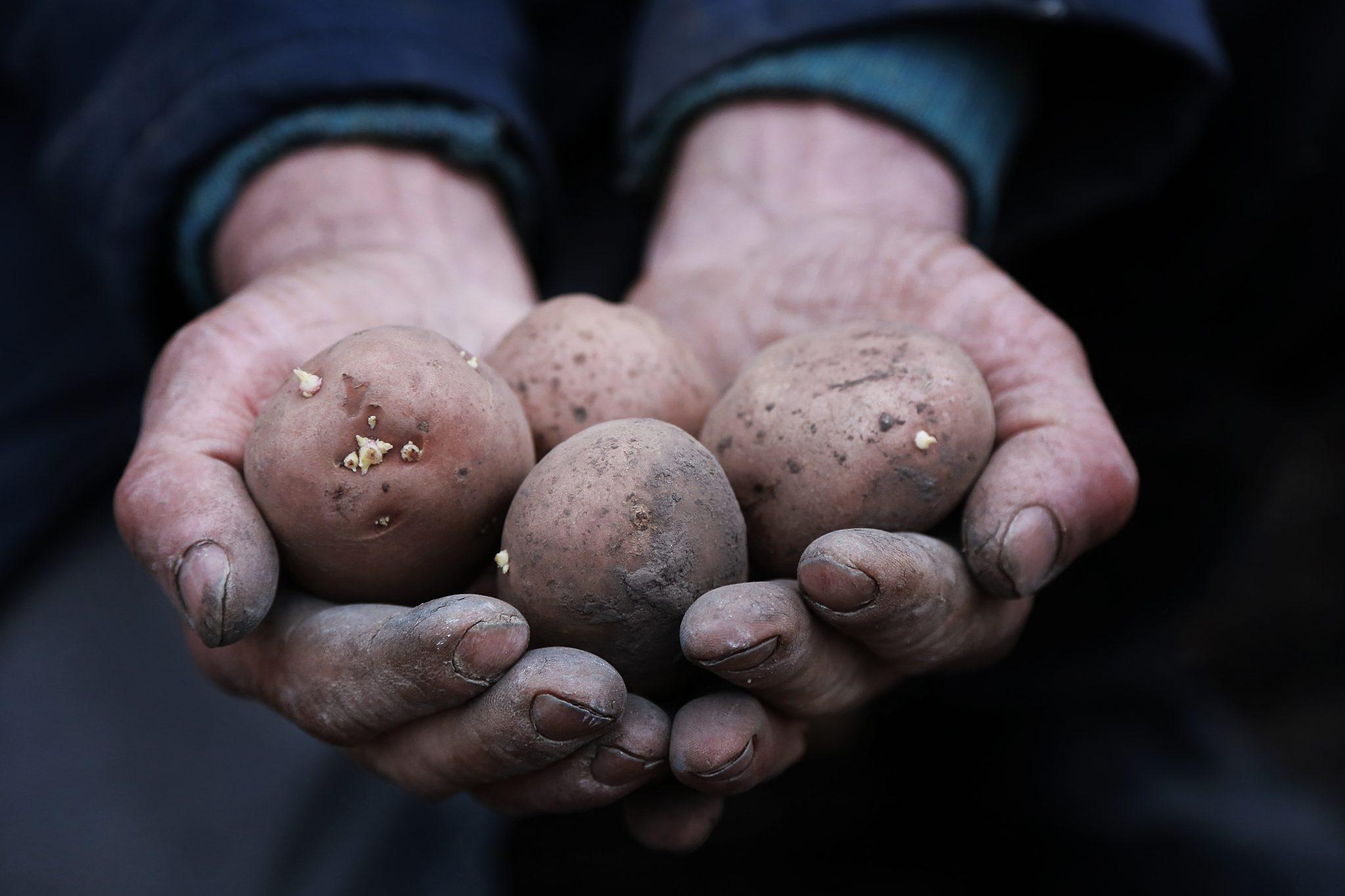 The complete guide to growing seed potatoes at home