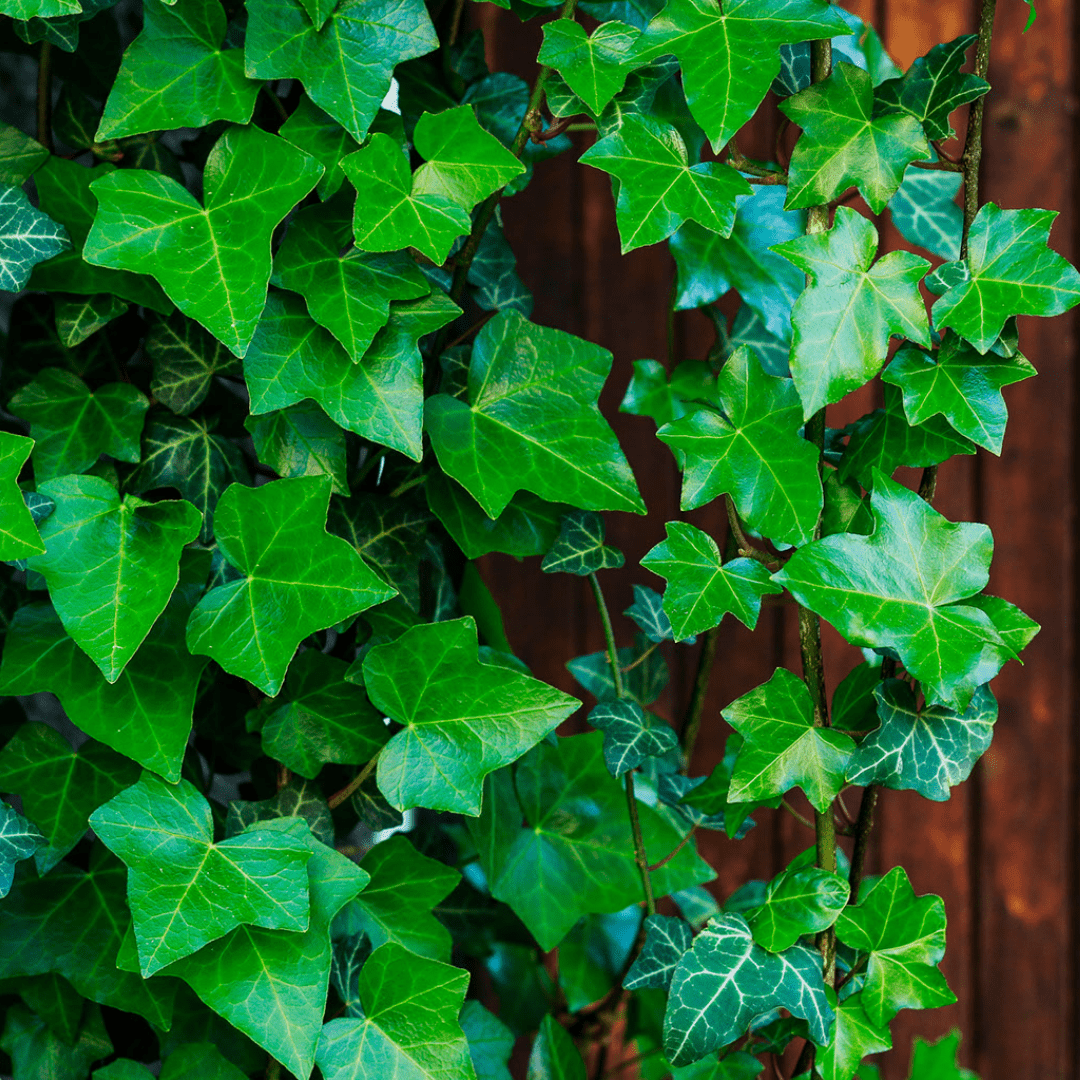 15 Plants for Front Gardens in 2024 - Gardening Express Knowledge Hub