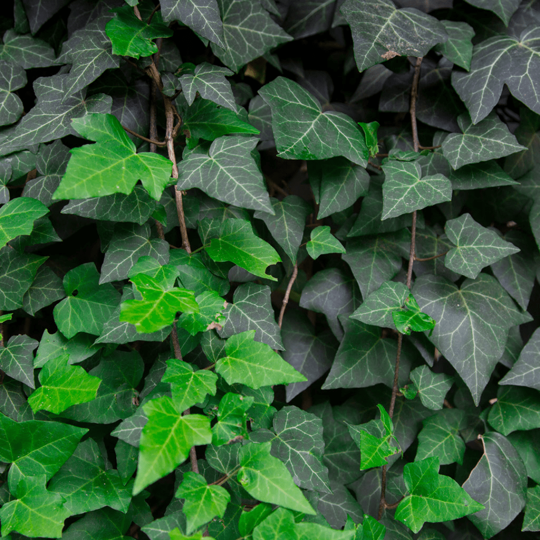 15 Plants for Front Gardens in 2024 - Gardening Express Knowledge Hub