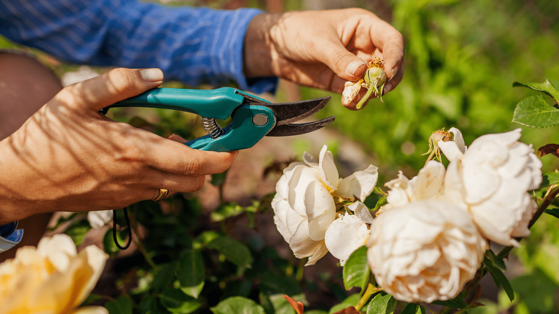 Understanding Deadheading: The Basics of Flower Care