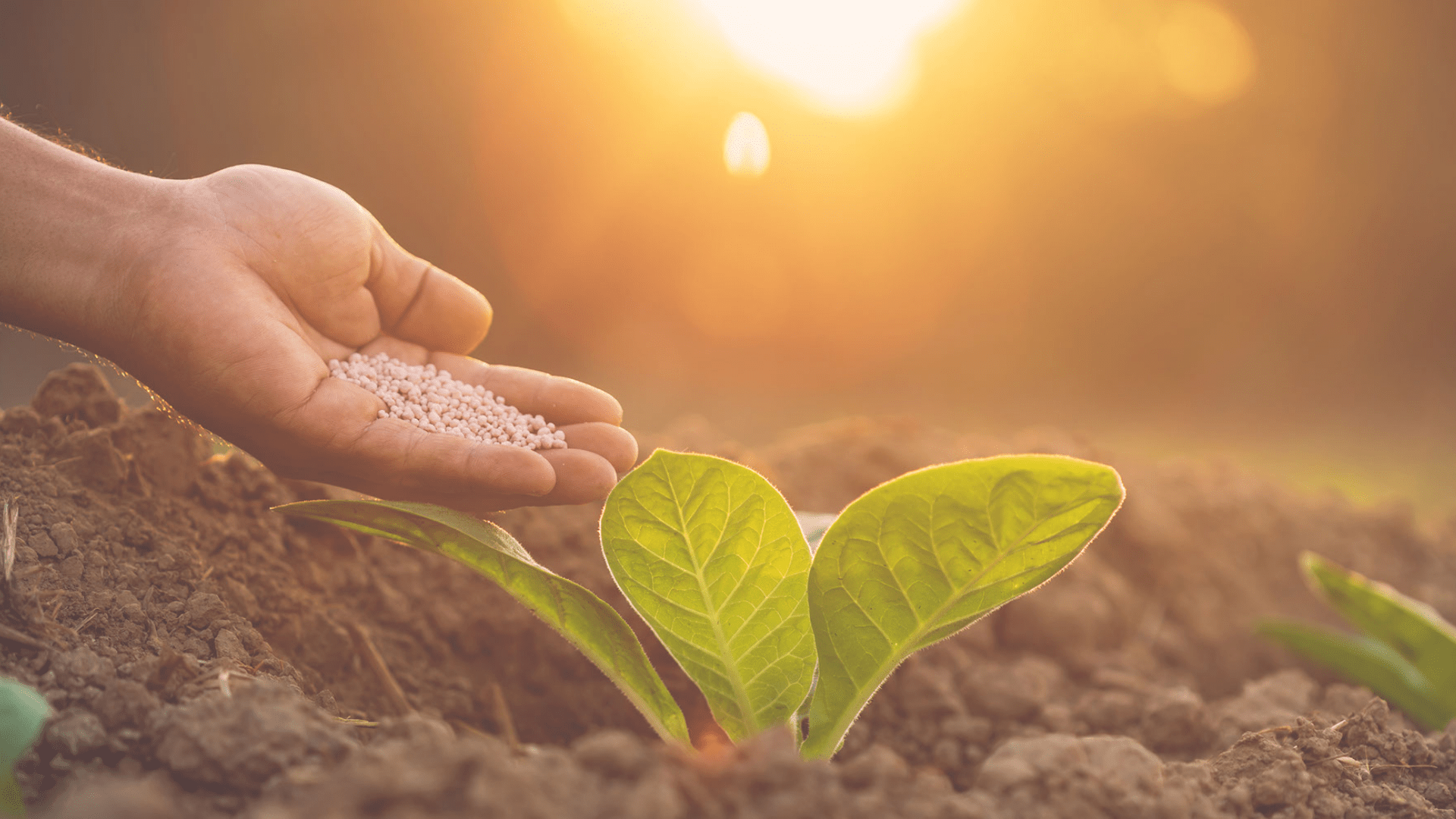 The Definitive Guide to Fertiliser for Plants