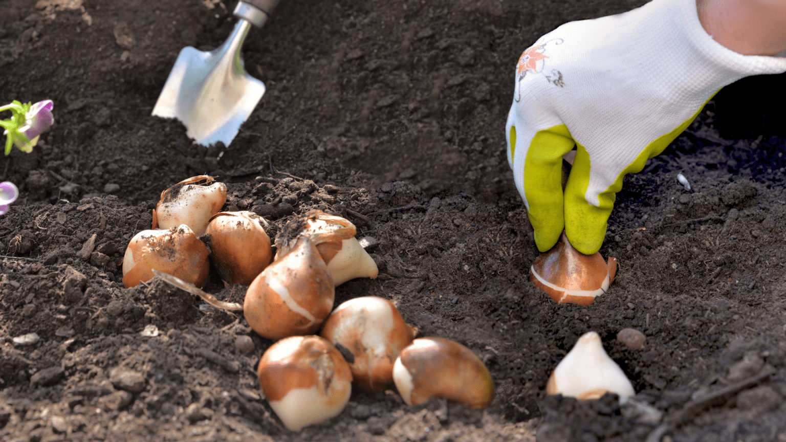 How and When to Plant Bulbs - Gardening Express Knowledge Hub