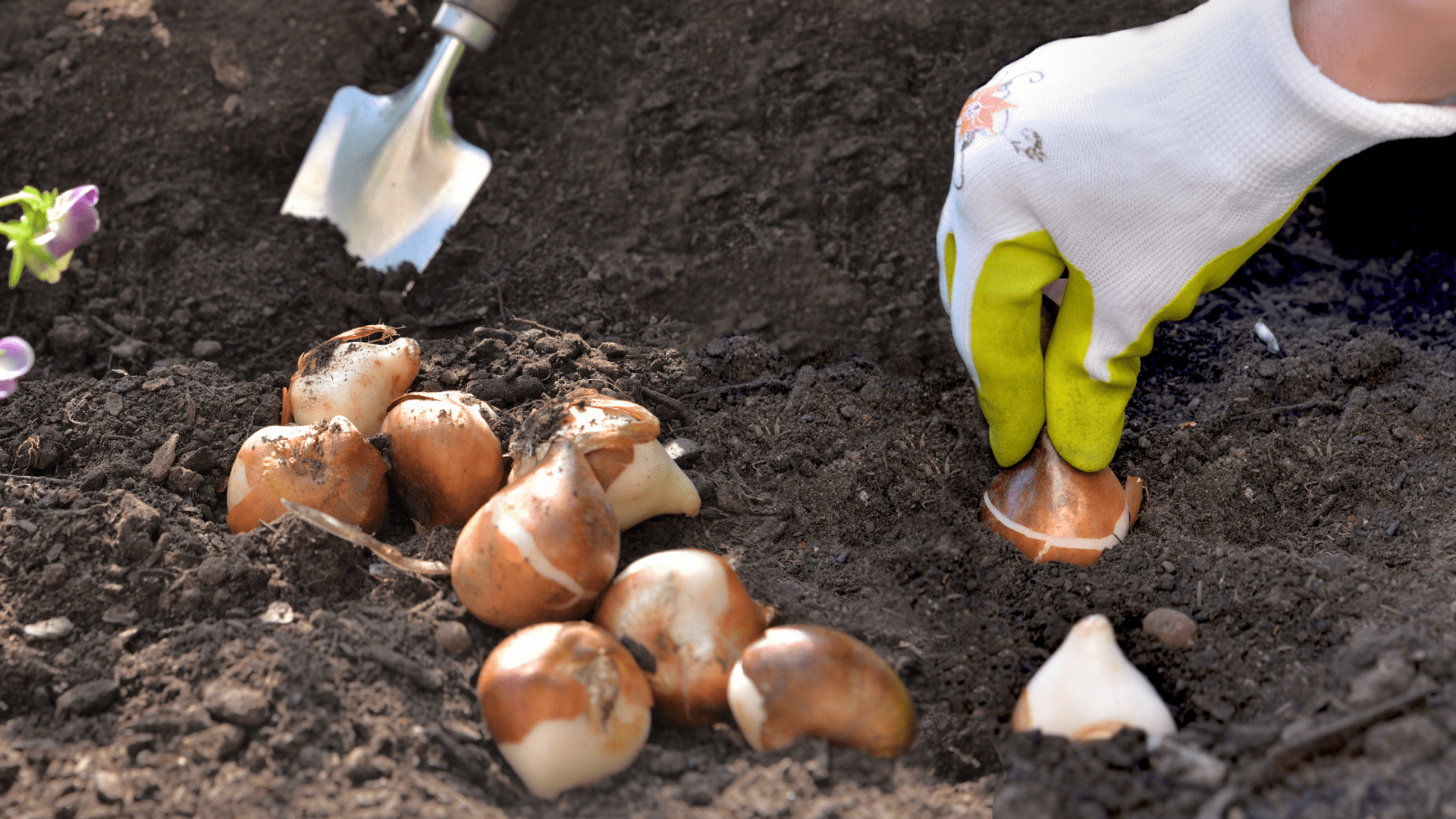 How and When to Plant Bulbs - Gardening Express Knowledge Hub