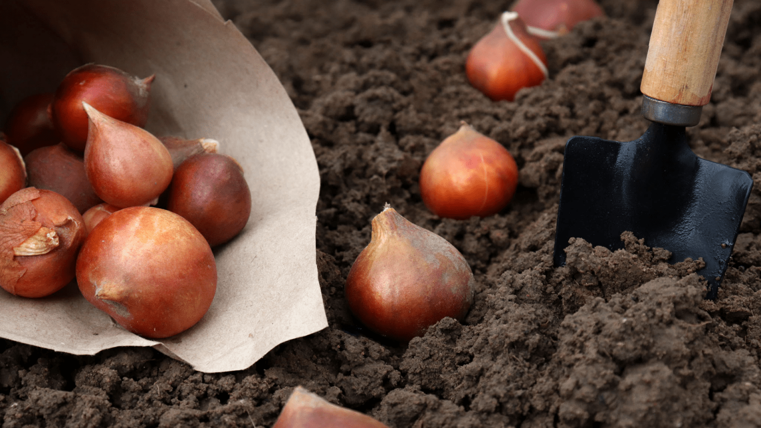 How and When to Plant Bulbs - Gardening Express Knowledge Hub