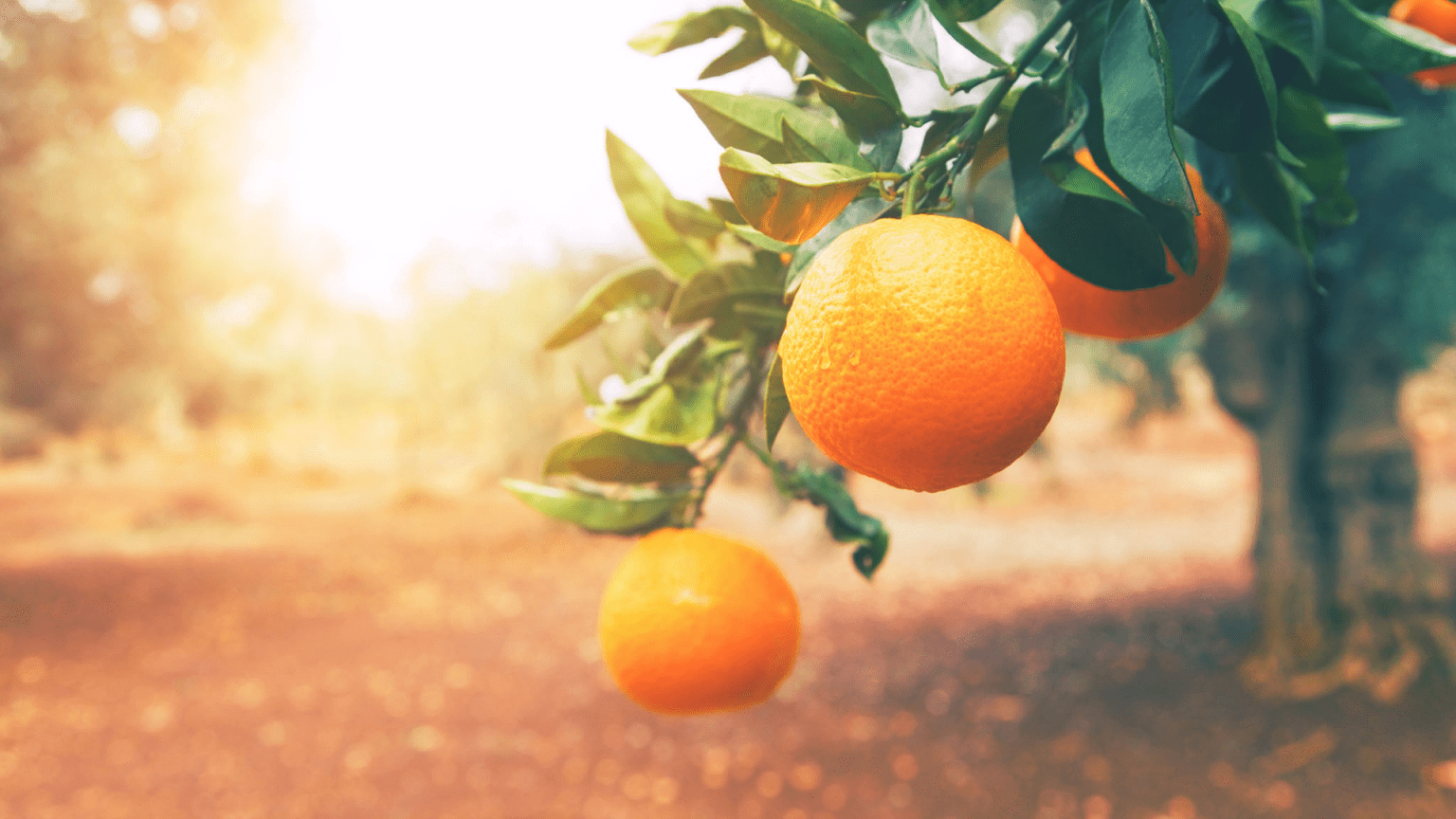 Fruit Trees - Everything You Need to Know About Choosing and Growing