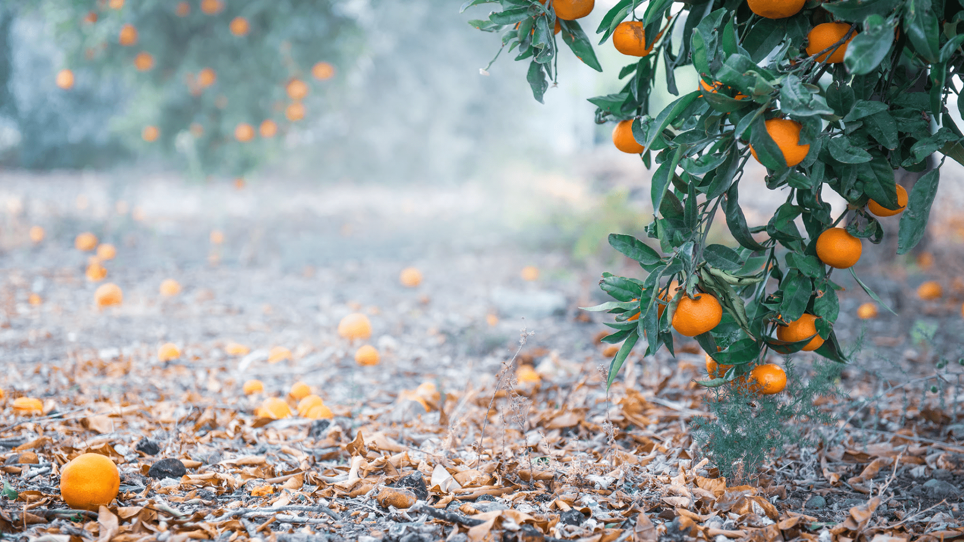 A Guide to Protecting Your Plants This Winter