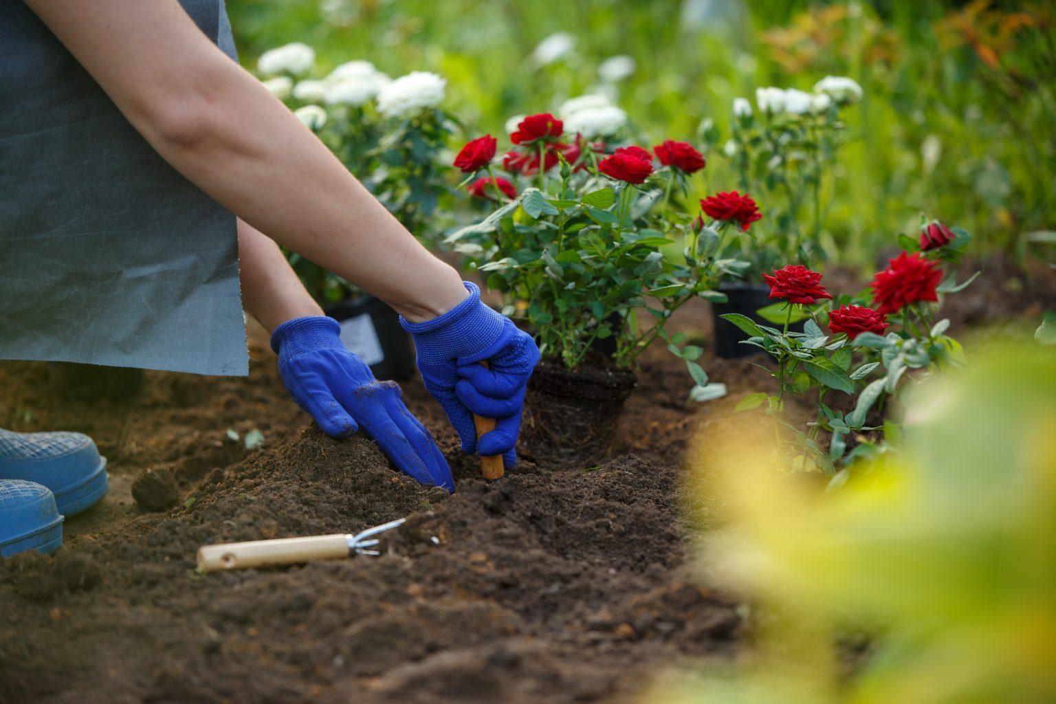 Planting Bare Root Roses - Gardening Express Knowledge Hub