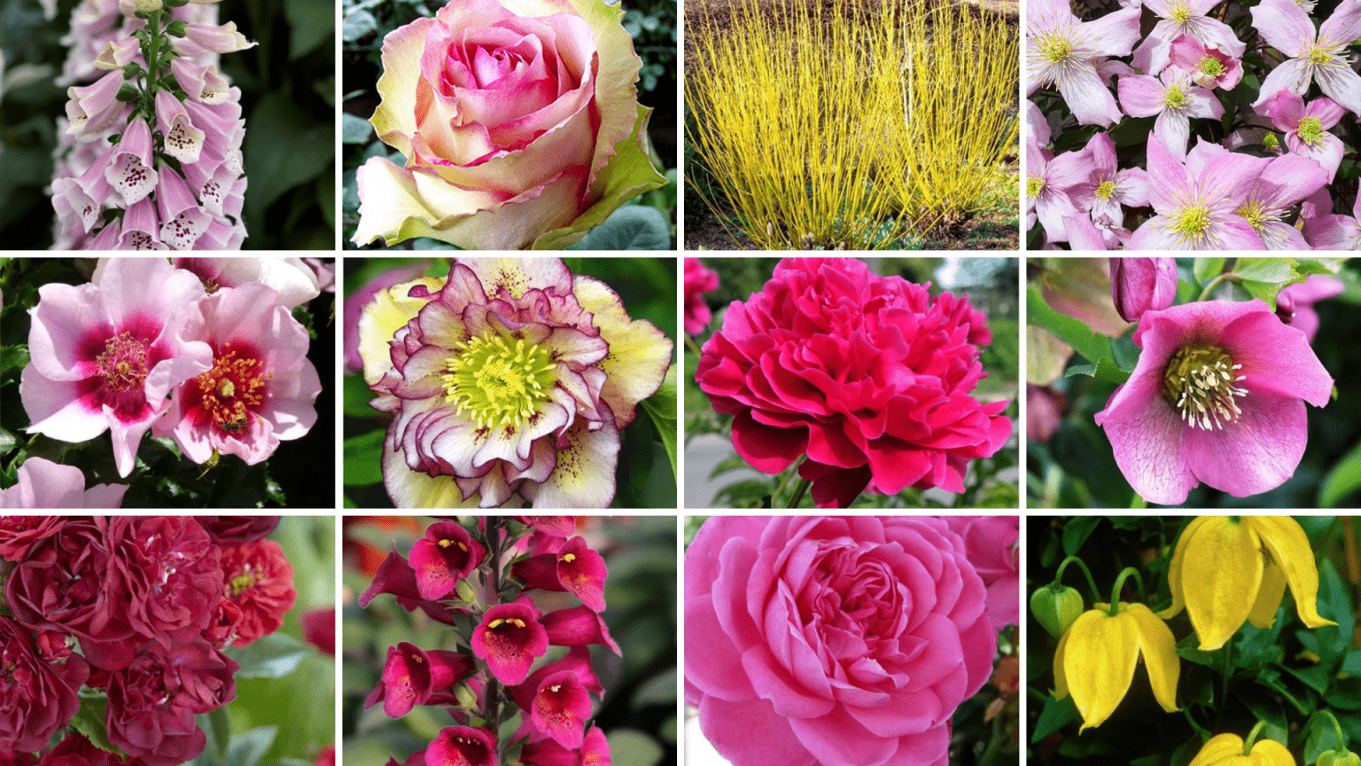 How to Create a Beautiful Rose Garden & Rose Garden Ideas