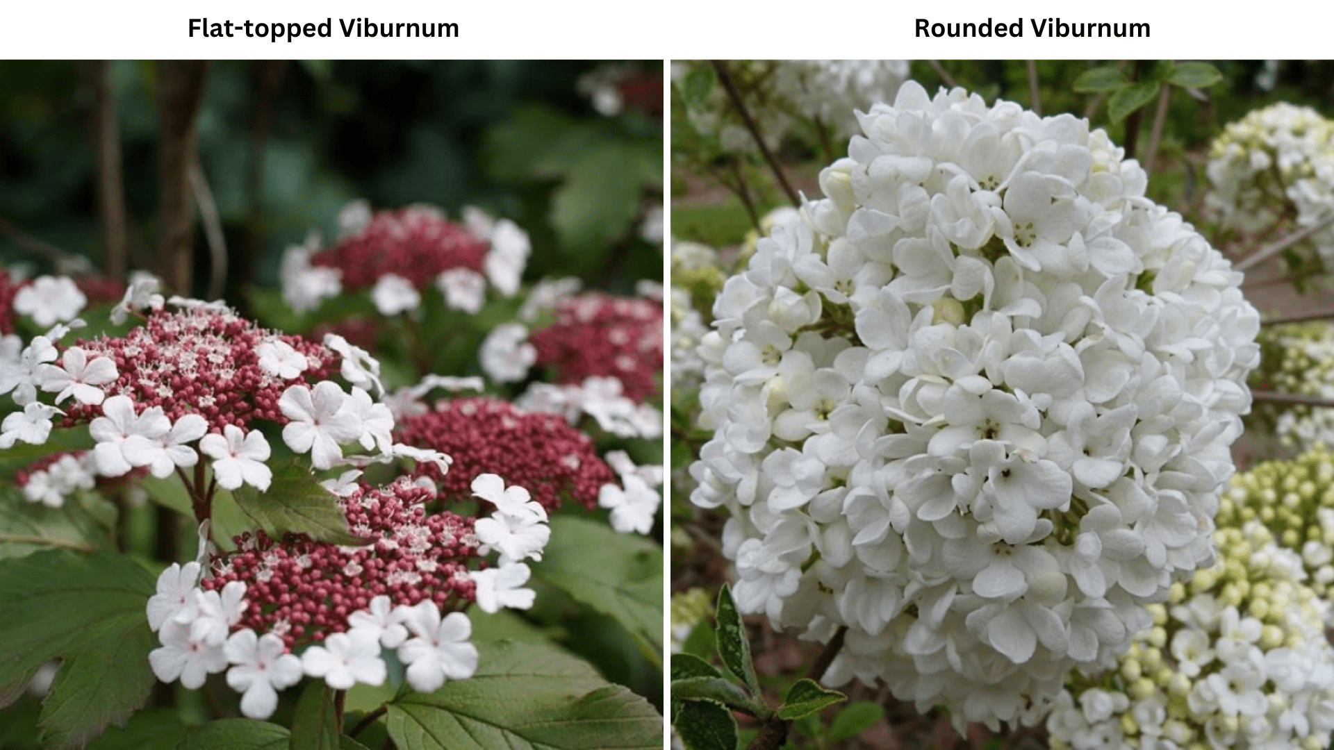 How to Grow & Care for Viburnum