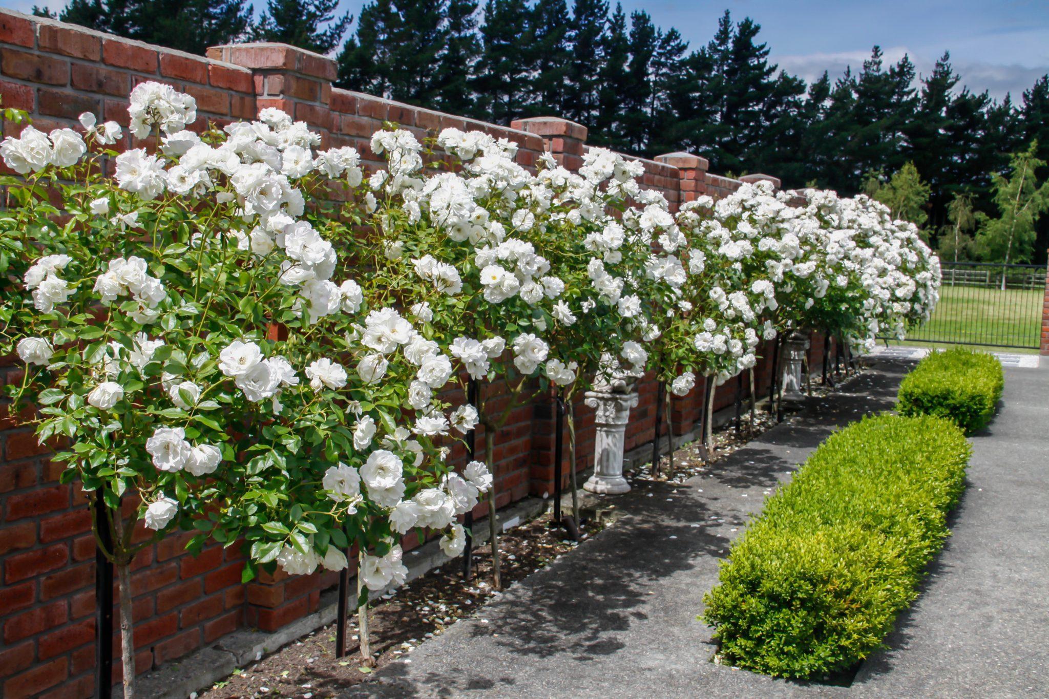 Standard Roses (Rose Tree): Planting & Care