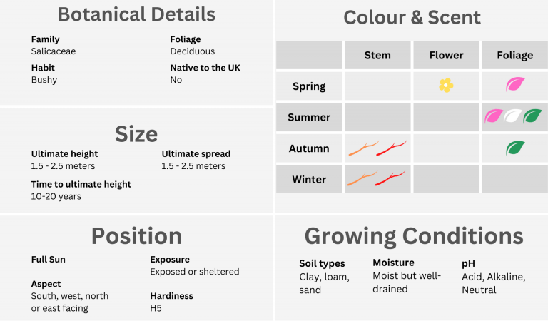 Care Guide: Salix integra 'Hakuro-nishiki' (Flamingo Willow)