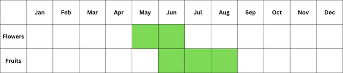 Raspberry: Rubus idaeus ‘Glen Ample’