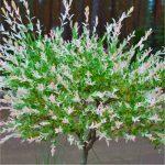 Care Guide: Salix integra 'Hakuro-nishiki' (Flamingo Willow)