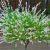 Care Guide: Salix integra 'Hakuro-nishiki' (Flamingo Willow)