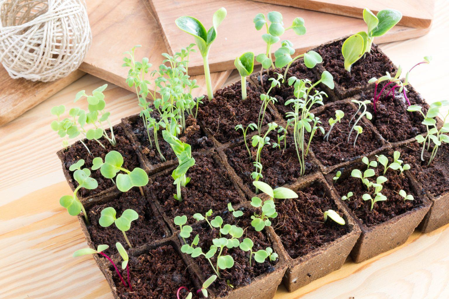 Module 10: How Plants Grow - Gardening Express Knowledge Hub