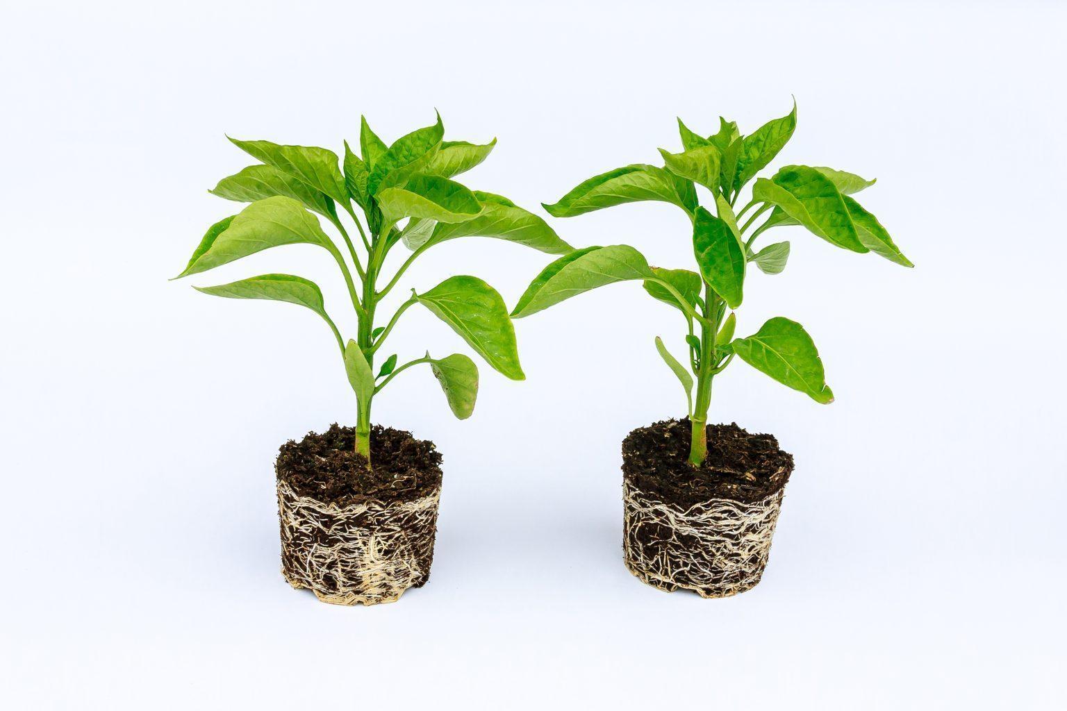 Module 10: How Plants Grow - Gardening Express Knowledge Hub