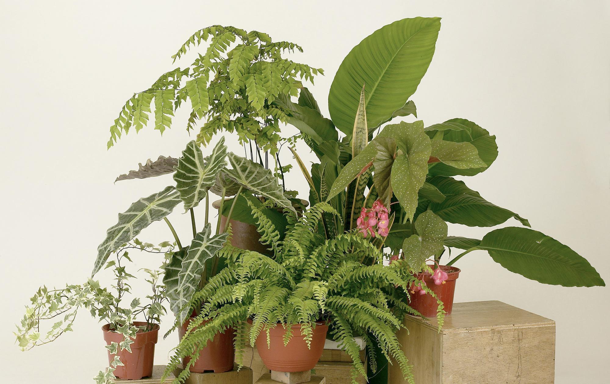 A Beginners Guide to Houseplants