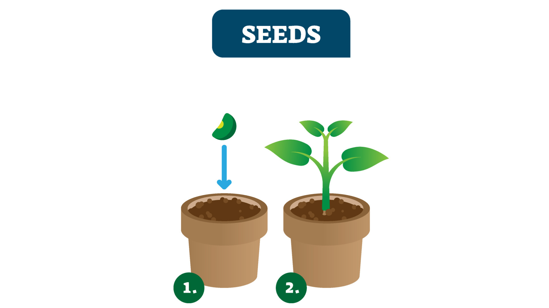 Module 27: Plant Propagation 101