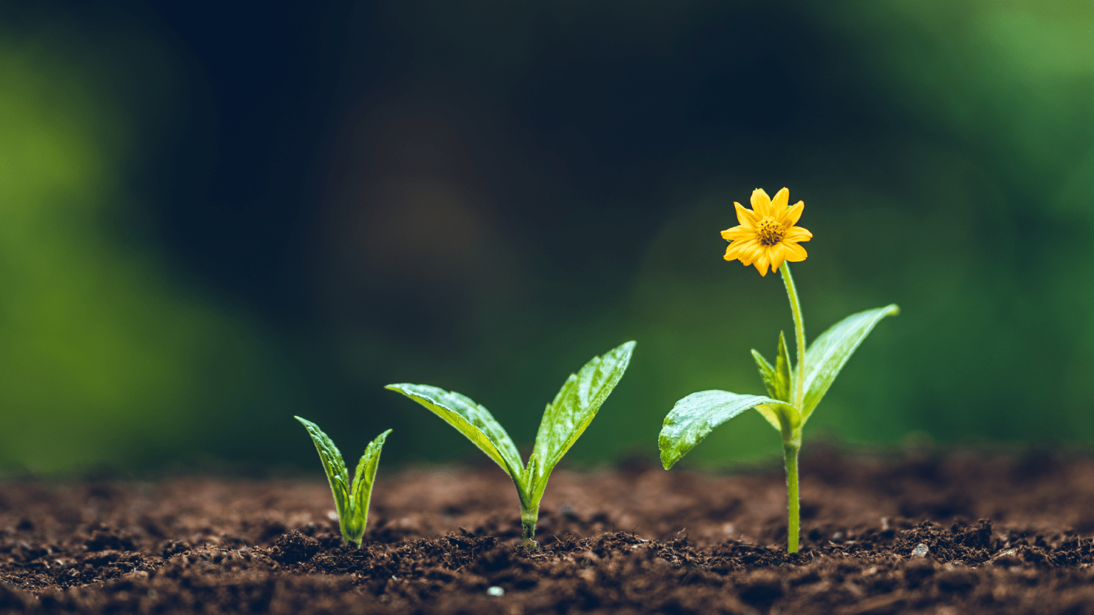 Module 10: How Plants Grow - Gardening Express Knowledge Hub