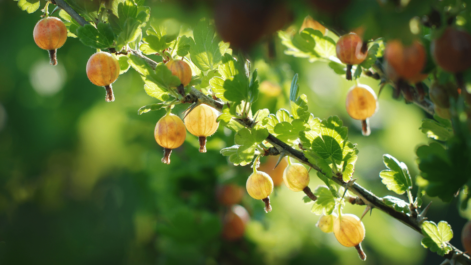 Grow Your Own: Gooseberry