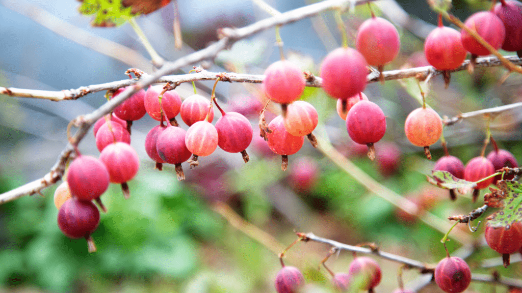 Grow Your Own: Gooseberry
