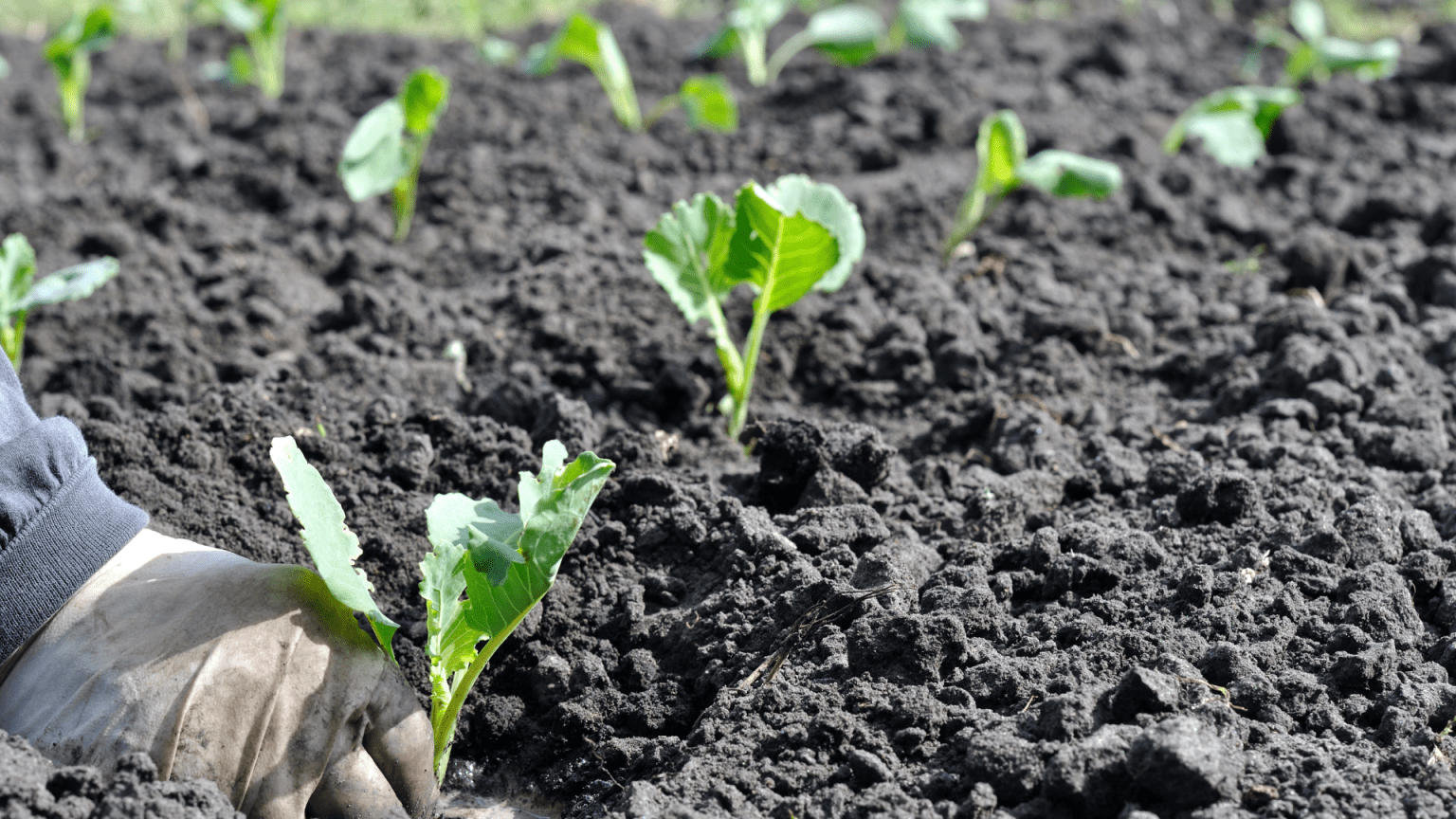 Grow Your Own: Cabbage