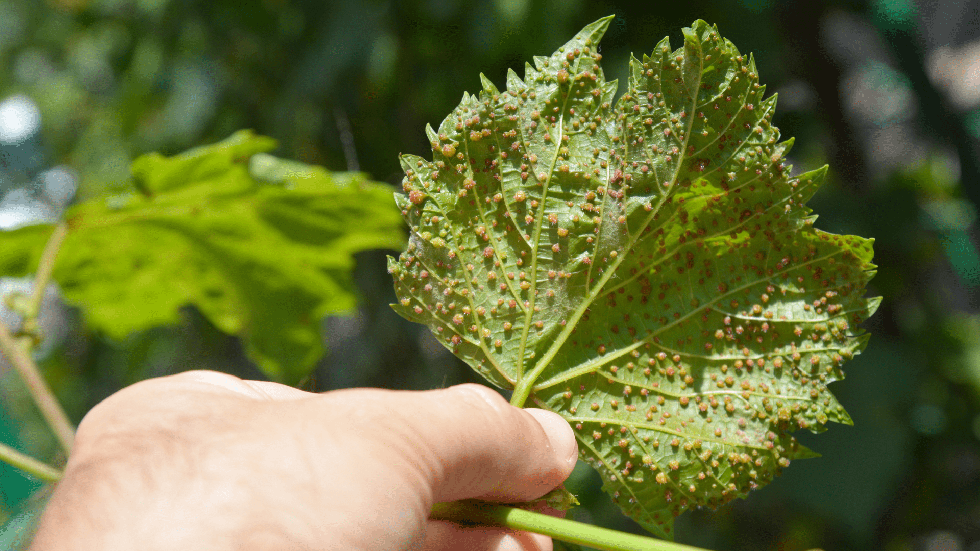 Module 23: Plant Pests, Diseases & Weed Control