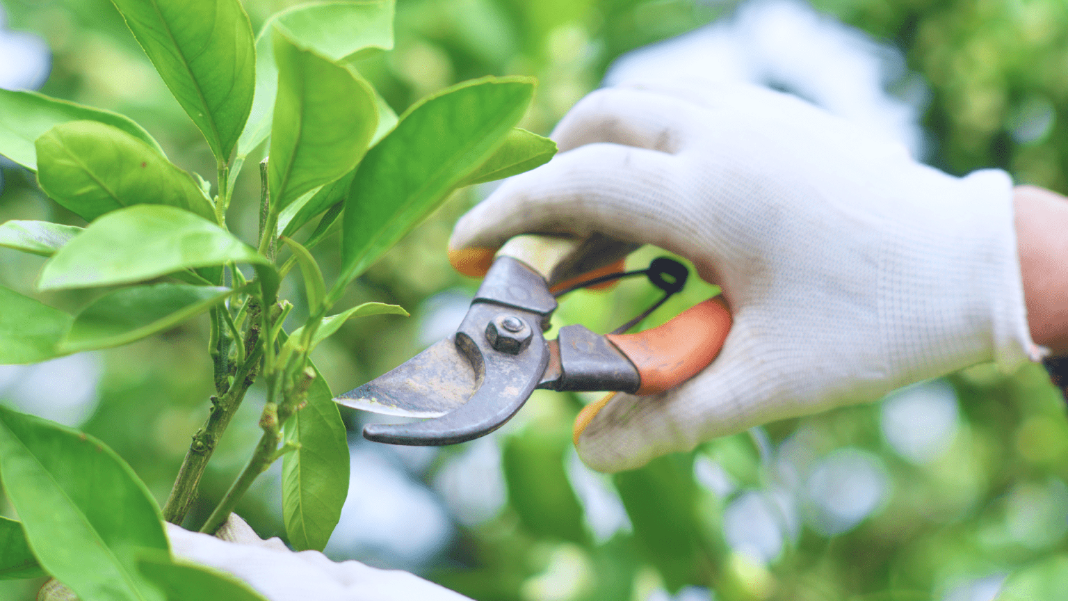 Pruning Tips Every Beginner Gardener Should Know Pruning Tips Every Beginner Gardener Should Know