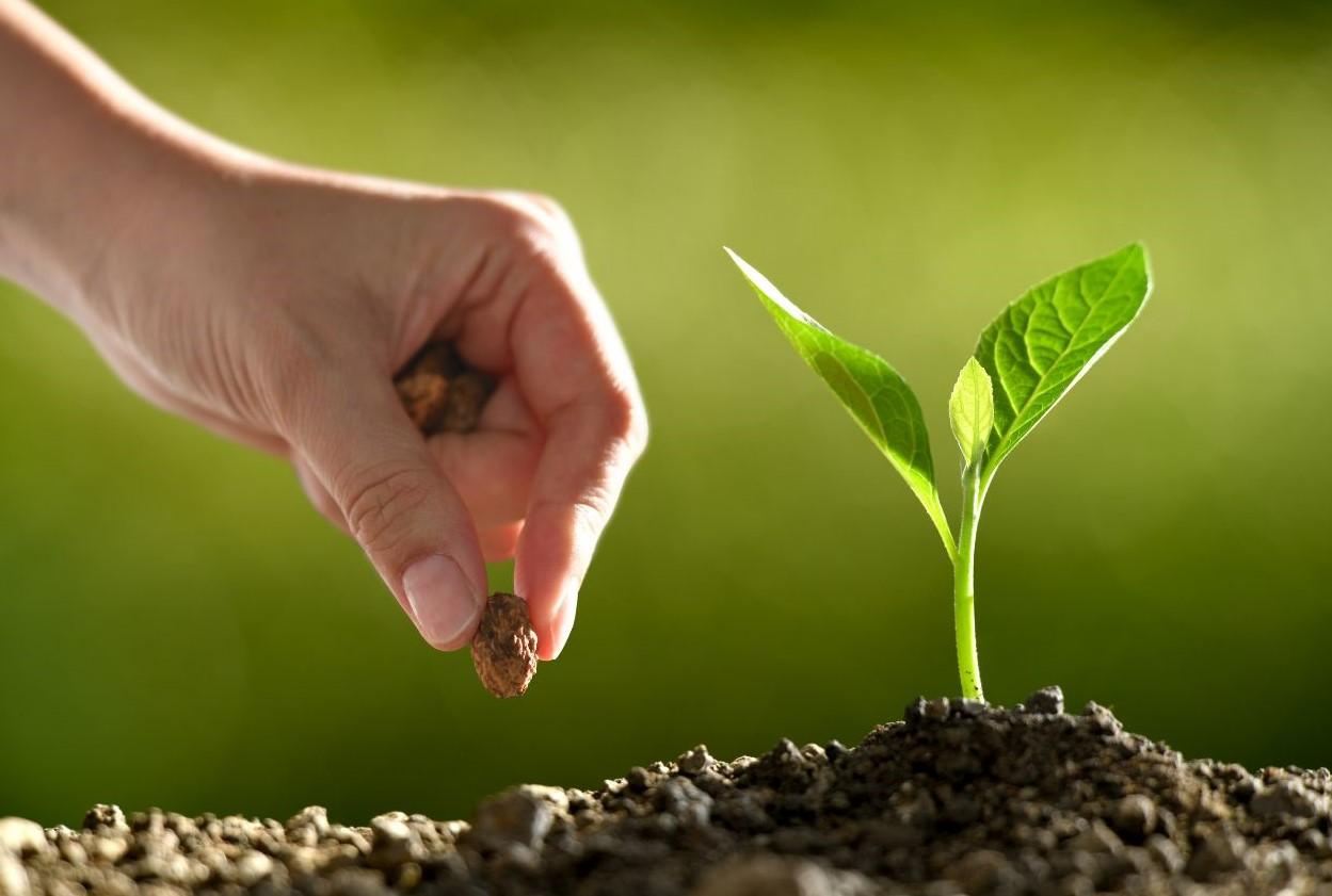 Seed vs Seedling: Which is Best? - Gardening Express Knowledge Hub