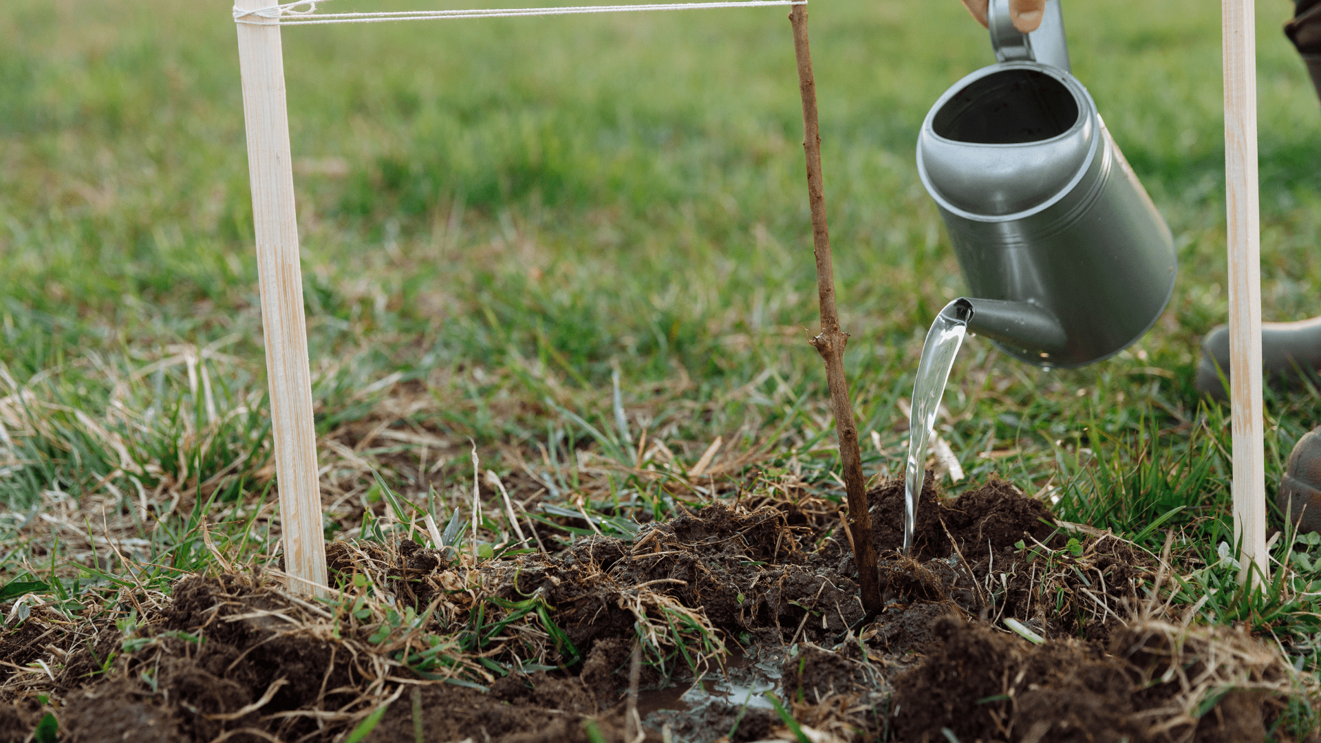 Watering Basics: Essential Techniques and FAQs