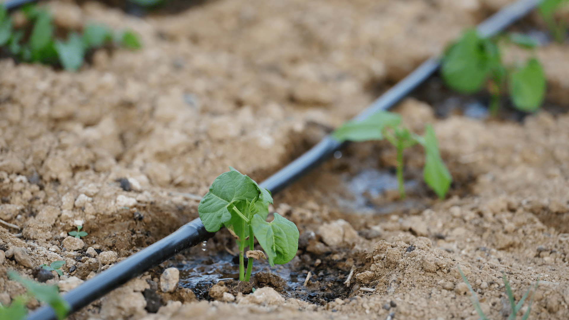 Watering Basics: Essential Techniques and FAQs