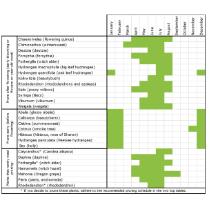 Pruning Tips Every Beginner Gardener Should Know