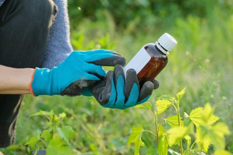 Safety First: Must-Follow Gardening Safety Tips From the Experts