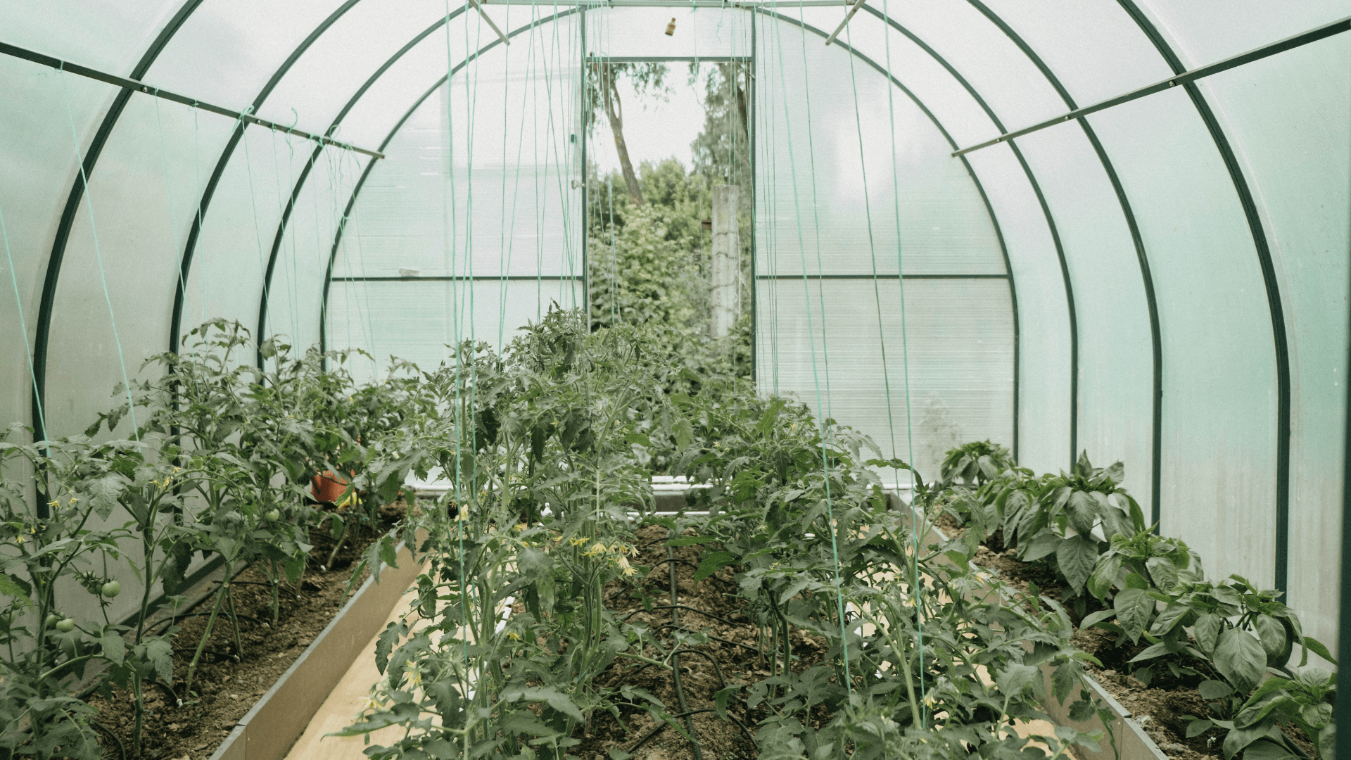 Greenhouse Plant Selection and Care