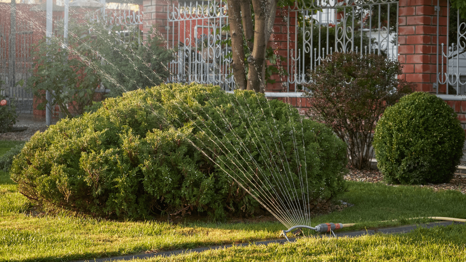 A Beginner's Guide to Caring for Conifer Plants in the UK