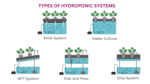 Hydroponic Gardening: A Beginner's Guide