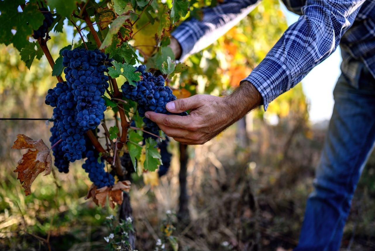 Ready, Set, Harvest: How to Harvest Perfectly Ripe Fruit & Vegetables