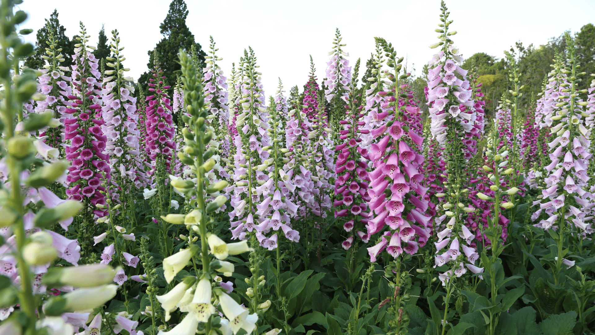 Top 10 UK Native Plants to Grow in Your Garden