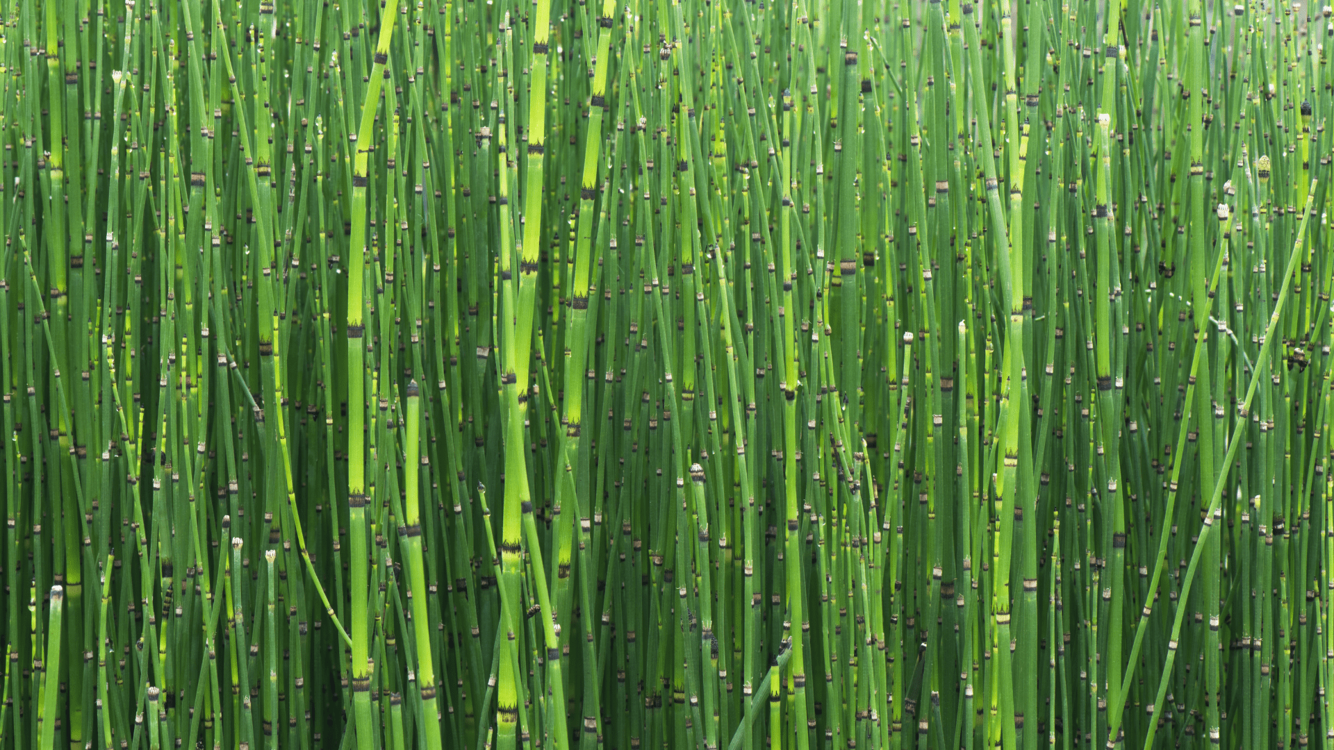 Top 10 UK Native Plants to Grow in Your Garden