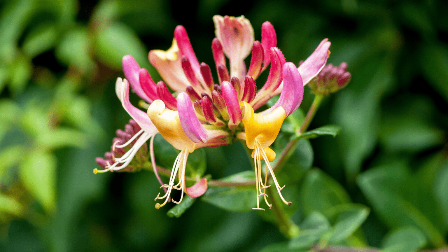 Top 10 UK Native Plants to Grow in Your Garden
