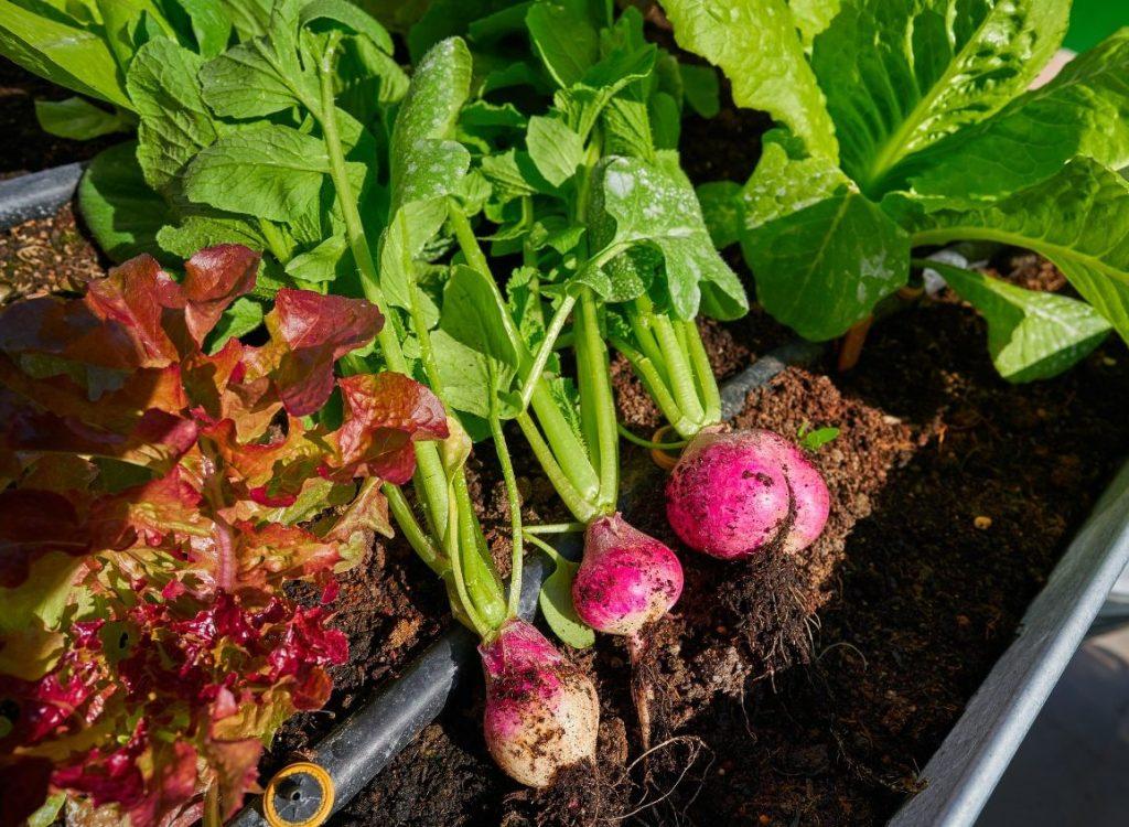 Ready, Set, Harvest: How to Harvest Perfectly Ripe Fruit & Vegetables