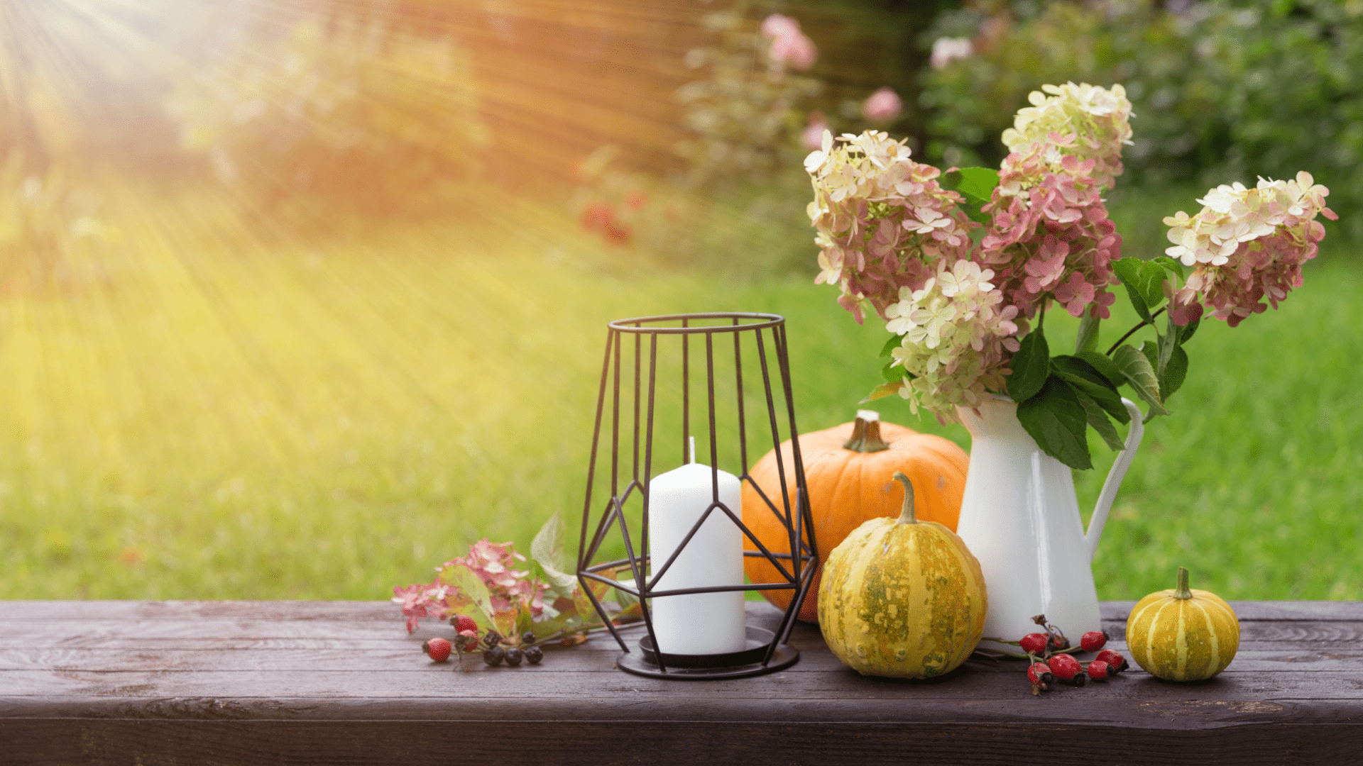 Autumn Care for Hydrangeas - Gardening Express Knowledge Hub