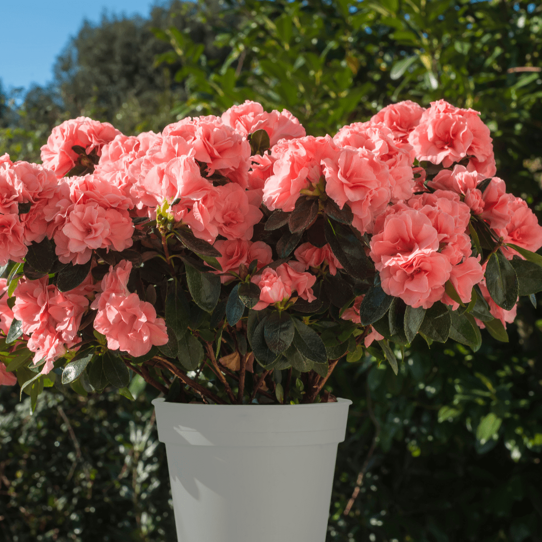 Our Top 20 Front Door Plants & 5 Design Tips