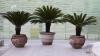 Care Guide: Growing Palm Trees in British Gardens