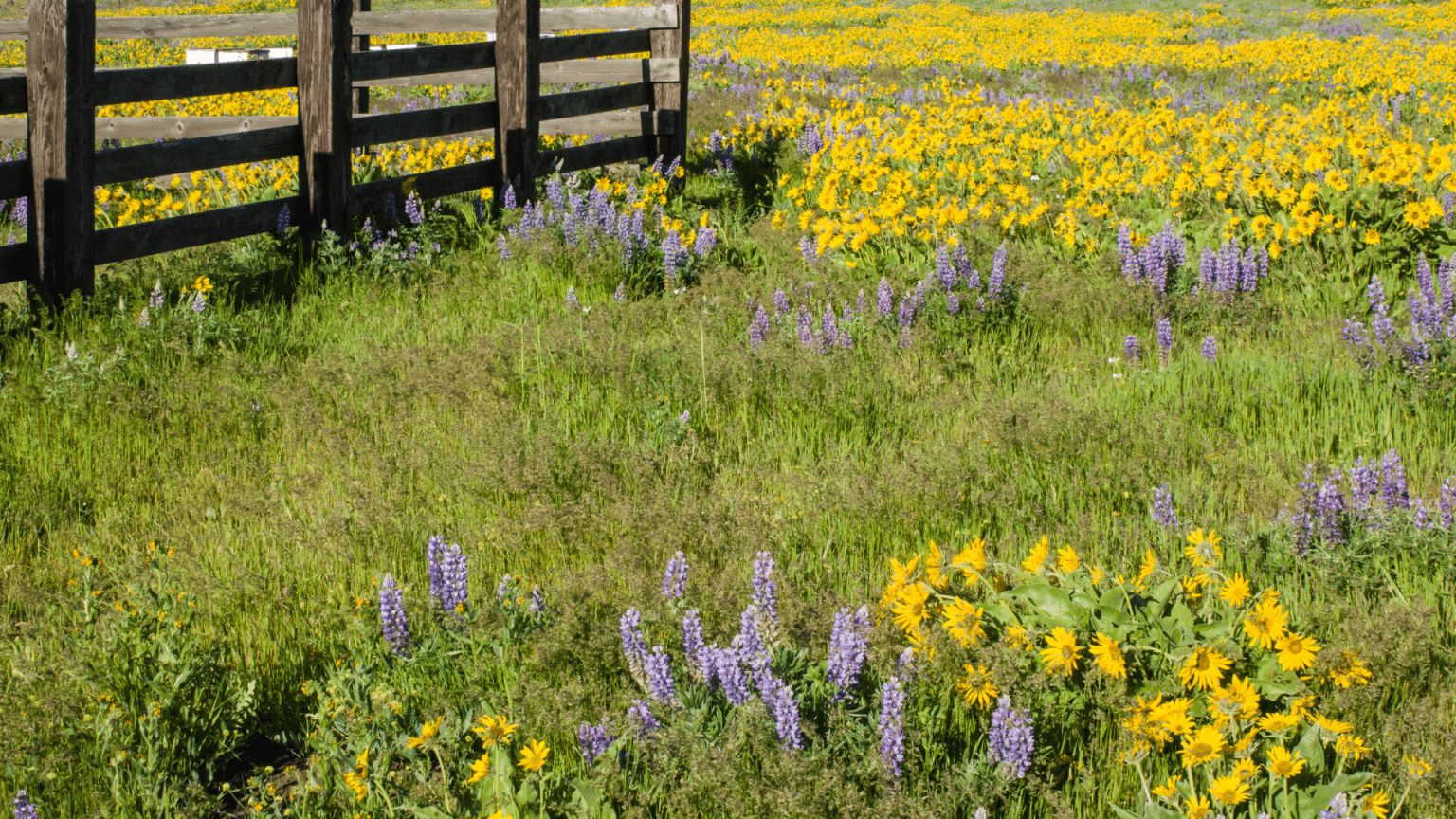 Top 10 UK Native Plants to Grow in Your Garden
