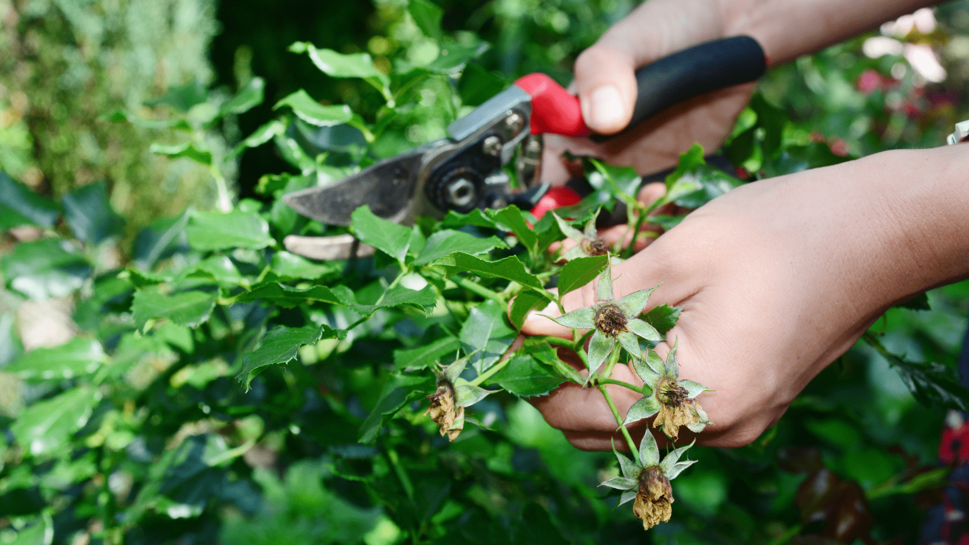 How Plants Arrive in Summer - Gardening Express Knowledge Hub