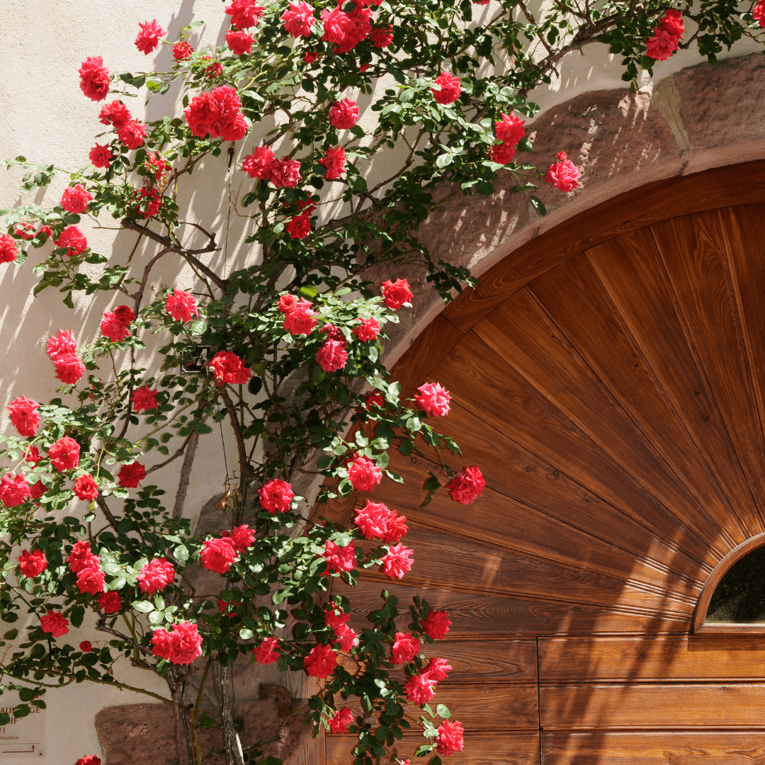 Our Top 20 Front Door Plants & 5 Design Tips